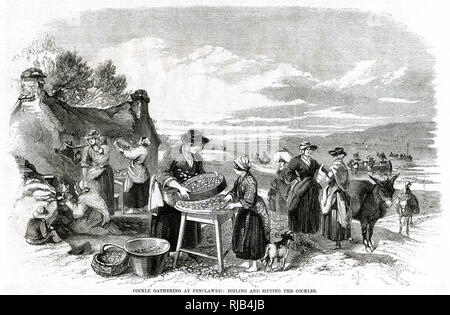 PENCLAWDD Cockle gathering Boiling sifting cockles 1857. Illustrated ...