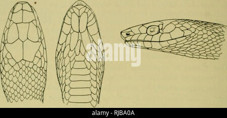 . Bulletin. Natural history; Natural history. NOSTRIL INFRALABIAL ...