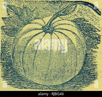 . New Early Sunrise, Early Mayflower Stock Photo - Alamy
