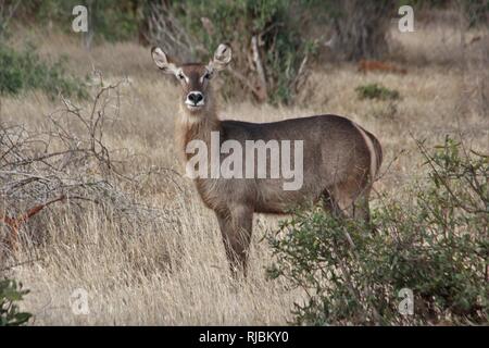 Waterbuck, Kobus ellipsiprymnus, Bovidae, Tsavo East National Park ...
