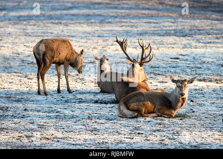 Reindeer on a cold morning in a frosty field in Norfolk Stock Photo - Alamy