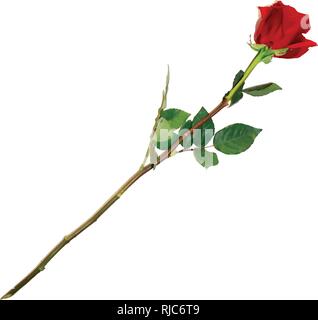 Vector illustration of photo-realistic, highly detailed flower of red ...