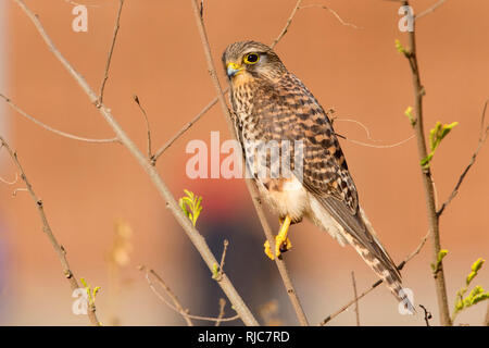 Neglected Kestrel, Sao Nicolau, Cape Verde (Falco tinnunculus neglectus ...
