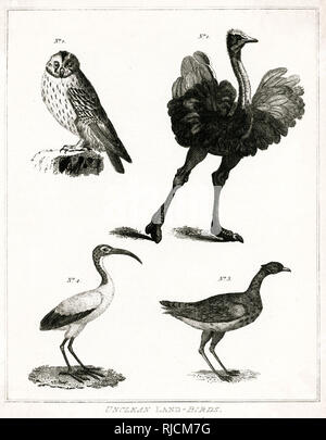 In Judaism, the concept of 'impure' or 'unclean' animals, plays a ...