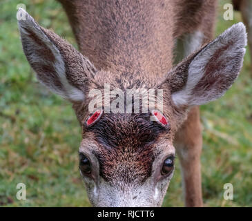 Close up of deer antlers shedding velvet Stock Photo - Alamy
