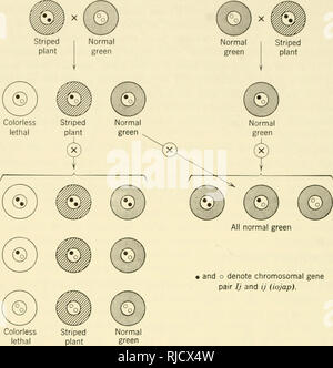 . Cell heredity. Cytogenetics. NONCHROMOSOMAL GENES Autogamy. FIGURE 9. ...