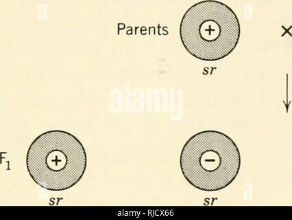 . Cell heredity. Cytogenetics. NONCHROMOSOMAL GENES Autogamy. FIGURE 9. ...