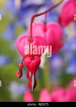 Pink hyacinth flowers with heart shape on marble background, spring ...