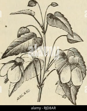 Orange bell flower of the half hardy, lax growing shrub, Abutilon ...