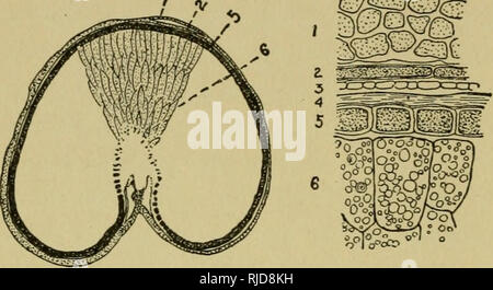 Wheat grain cross-section with starch grains 50X Stock Photo - Alamy