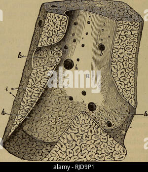 . Anatomy of the cat. Cats; Mammals. THE CENTRAL NFRyOUS SYSTEM. 361 ...