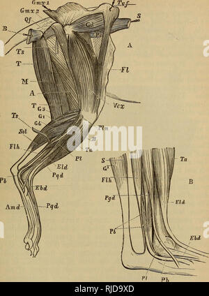Biceps Femoris Cat Cat Musculature | Atlas Of Comparative Vertebrate