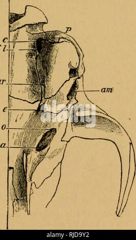 . Anatomy of the cat. Cats; Mammals. 200 THE MUSCLES. This depression ...