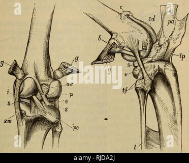 . Anatomy of the cat. Cats; Mammals. 74 THE SKELETON OF THE CAT ...