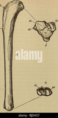 . Anatomy of the cat. Cats; Mammals. 70 THE SKELETON OF THE CAT ...
