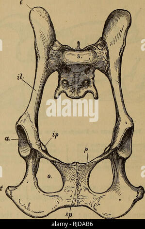 . Anatomy of the cat. Cats; Mammals. 12 THE SKELETON OF THE CAT ...