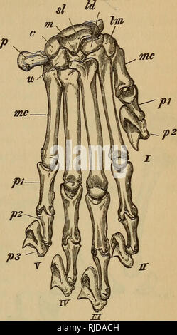 Cat Paw Anatomy