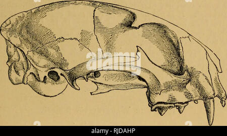 . Anatomy of the cat. Cats; Mammals. 12 THE SKELETON OF THE CAT ...