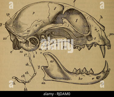 . Anatomy of the cat. Cats; Mammals. 46 THE SKELETON OF THE CAT. The ...