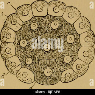 . Anatomy of the cat. Cats; Mammals. THE CENTRAL NFRyOUS SYSTEM. 361 ...