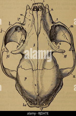 . Anatomy of the cat. Cats; Mammals. RIBS. 19 on the lateral surface is ...