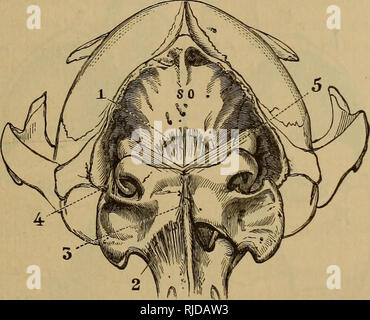 . Anatomy of the cat. Cats; Mammals. THE SKULL 53 mandible. This fossa ...