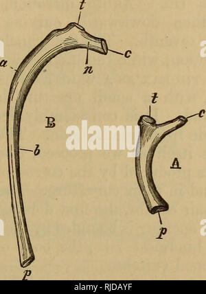 . Anatomy of the cat. Cats; Mammals. RIBS. 19 on the lateral surface is ...
