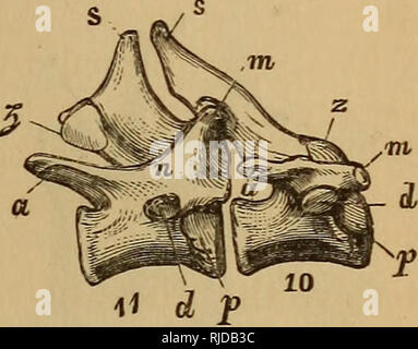 . Anatomy of the cat. Cats; Mammals. THE SKELETON OF THE CAT. bones ...