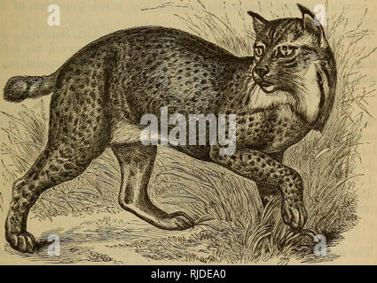 . Anatomy of the cat. Cats; Mammals. THE CENTRAL NFRyOUS SYSTEM. 361 ...