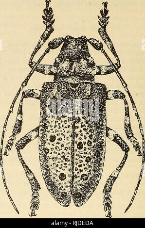 . Cerambycidae of Northern Asia. Cerambycidae; Beetles; Cerambycidae ...