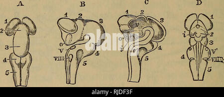 . Anatomy of the cat. Cats; Mammals. 358 NERyOUS SYSTEM. hemispheres ...