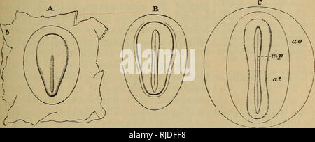 . Anatomy of the cat. Cats; Mammals. THE CENTRAL NFRyOUS SYSTEM. 361 ...