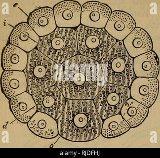 . Anatomy of the cat. Cats; Mammals. THE CENTRAL NFRyOUS SYSTEM. 361 ...