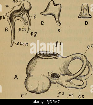 . Anatomy of the cat. Cats; Mammals. THE EAR. 419 {b) The following ...