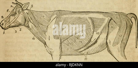 . Cattle. Cattle; Cattle. ANATOMY OF THE NECK AND CHEST. 211 1. The ...