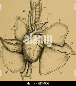 Anatomy of the cat heart circulation Stock Photo: 34981104 - Alamy