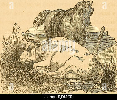 North Devon Ox Stock Photo - Alamy