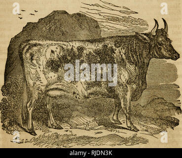 Hereford cow and other cattle on a hilltop pasture field with hillside ...