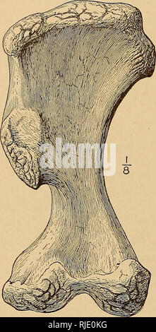 two views (as seen from a anterior direction) : one contains a great ...