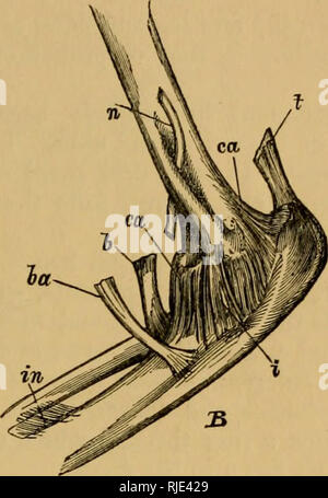 . Anatomy of the cat. Cats; Mammals. 62 THE SKELETON OF THE CAT ...