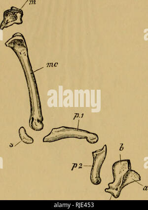 . Anatomy of the cat. Cats; Mammals. 50 THE SKELETON OF THE CAT. (g ...