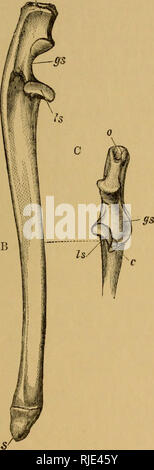 . Anatomy of the cat. Cats; Mammals. 50 THE SKELETON OF THE CAT. (g ...