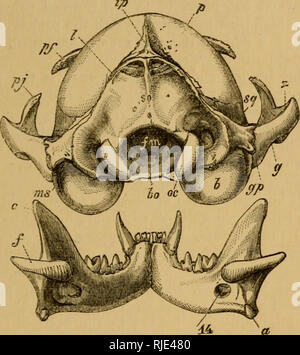. Anatomy of the cat. Cats; Mammals. 12 THE SKELETON OF THE CAT ...