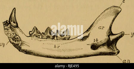 . Anatomy of the cat. Cats; Mammals. 76 THE SKELETON OF THE CAT ...