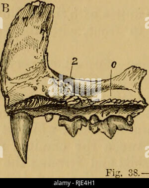 . Anatomy of the cat. Cats; Mammals. 50 THE SKELETON OF THE CAT. (g ...