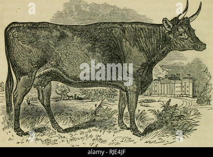 The Milking Devon Cattle breed is a good milk producer. As herd members ...