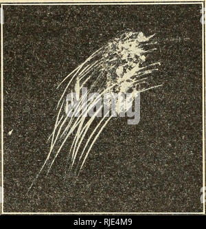 . The Cattle grubs or ox warbles, their biologies and suggestions for ...