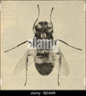 . The Cattle grubs or ox warbles, their biologies and suggestions for ...