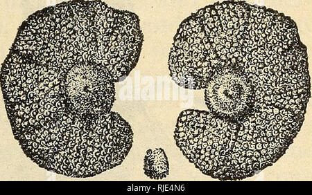 The larva and fly of the ox warble-fly (Hypoderma bovis). Coloured ...
