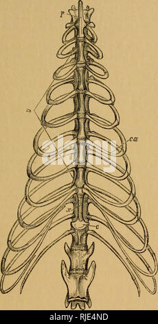 . Anatomy of the cat. Cats; Mammals. RIBS. 19 on the lateral surface is ...